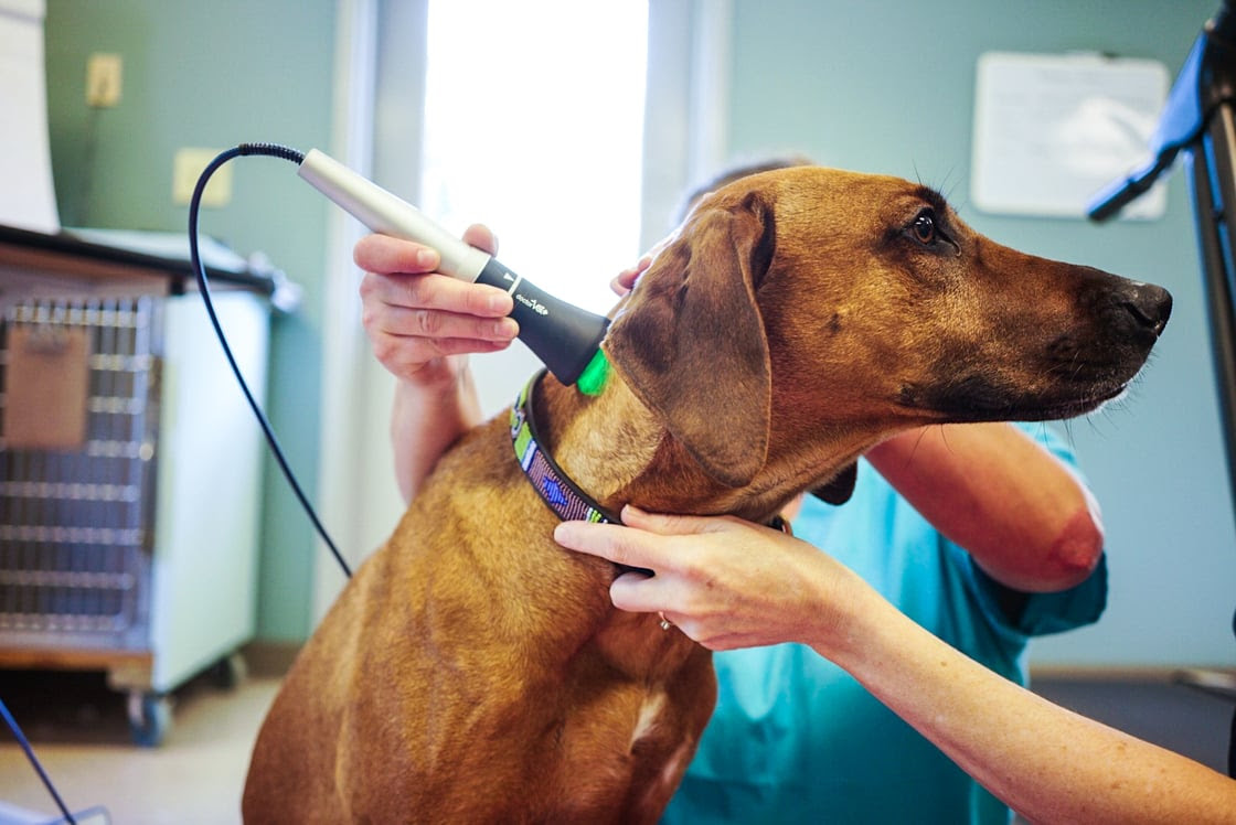 Peninsula Pet Hospital | Laser Therapy